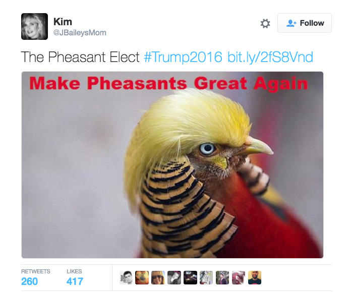 Bird of the Day: Hey, This Bird Looks Like Trump. Let’s Look at this ...