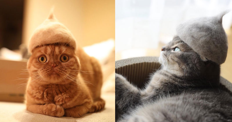 The Latest Must-Have Accessory for Cats in Japan Is a Hat Made out of ...