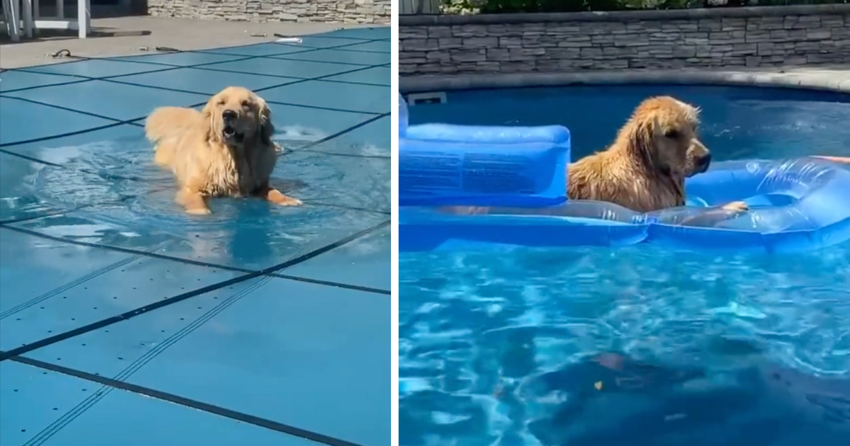 Doggo Splishes, Splashes, Huffs, And Puffs Until His Hooman Finally ...