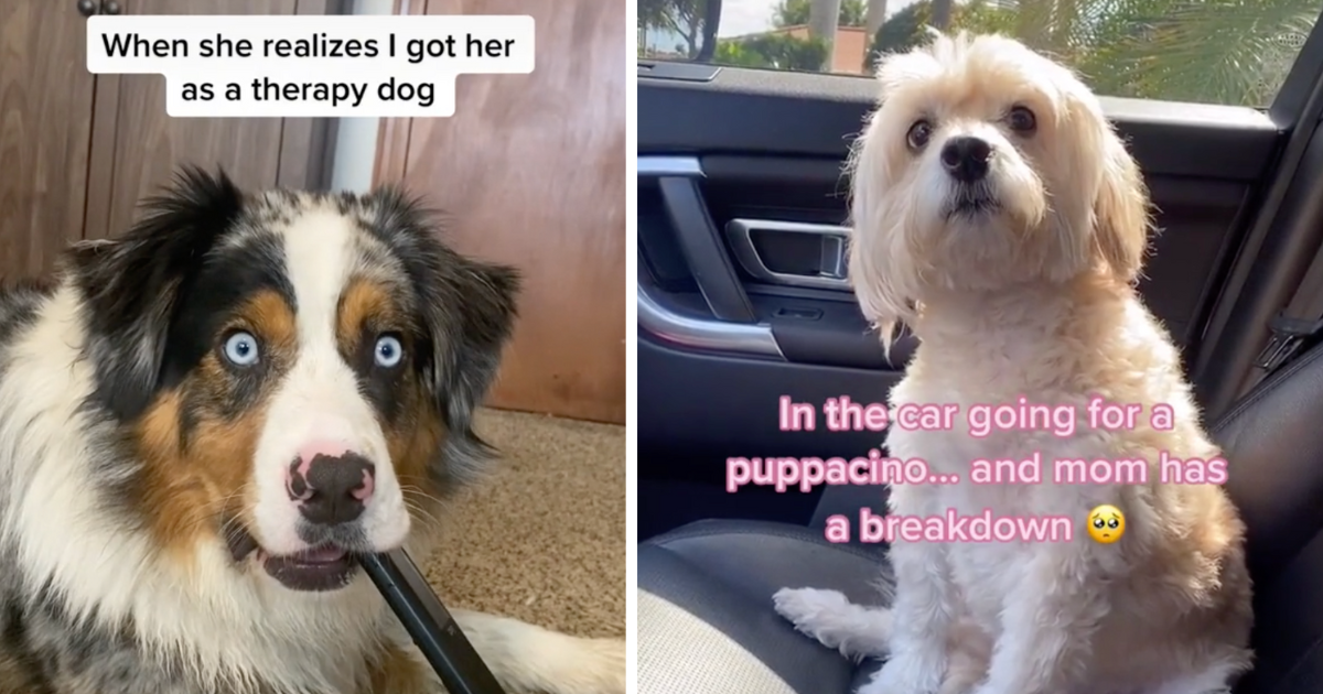 Home - Page 3 - The Big Cheezburger Network - Made from the finest of ...