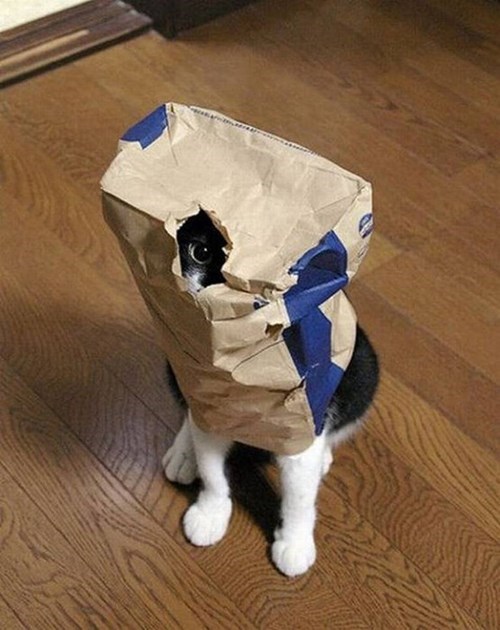 15 Cats that are Horrible at Hide-and-Seek - Lolcats - lol | cat memes ...