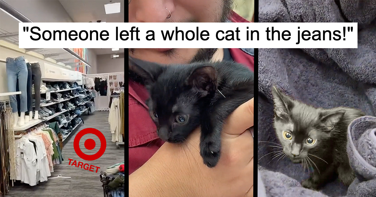 I Can Has Cheezburger? - Target-cat - Funny Animals Online - Cheezburger