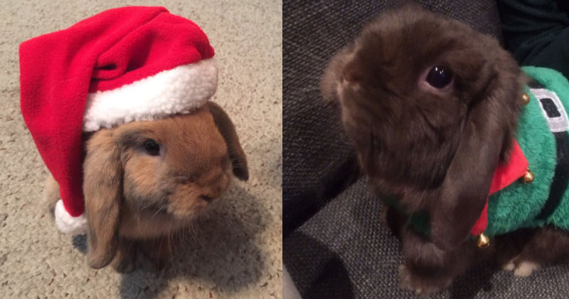 Everybunny Loves Christmas, Just Ask These Festive Rabbits - I Can Has ...