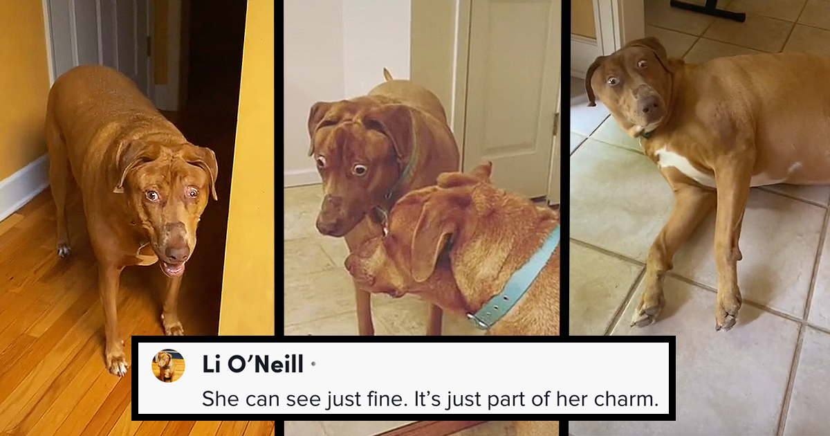 Dog Named Belle Has the Freakiest Eyes and Gets So Much Love on TikTok ...