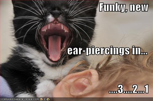 Funky, new ear-piercings in... ....3....2...1 - Cheezburger - Funny ...