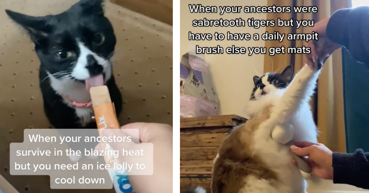 Weekly Boost Of Serotonin: Cat Owners Compare Their Fragile Cats To ...