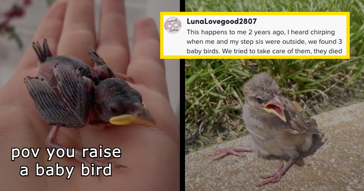 Abandoned Baby Bird Gets Brought Back From Starvation and Taught To Fly ...