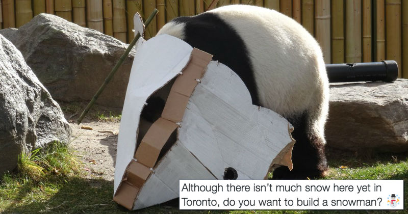 The Pandas at the Toronto Zoo Have Fun With Their Annual Snowman ...