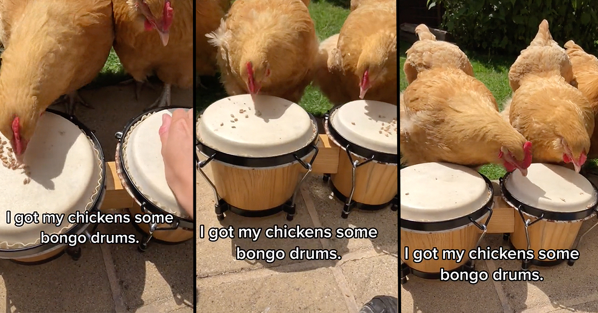 Animal Comedy - chicken-farmer - Animal Comedy - Animal Comedy, funny ...