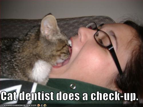 Cat dentist does a check-up. - Cheezburger - Funny Memes | Funny Pictures