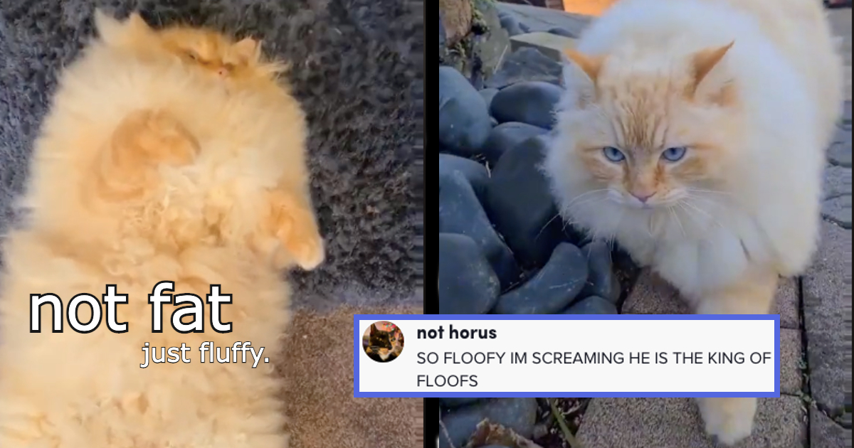 Long-Haired, Potato-Shaped Cat Wins Over Everyone’s Heart With One ...