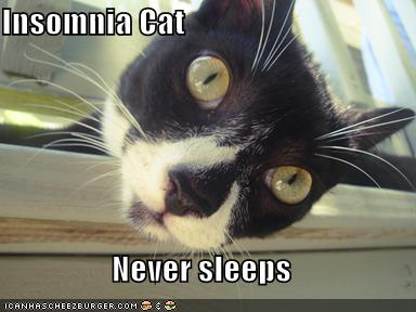 Insomnia Cat Meme