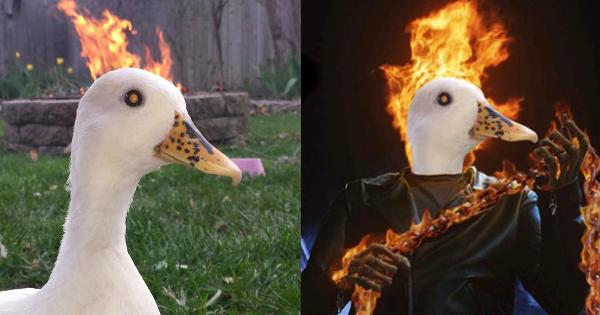 Memebase - ghost rider - All Your Memes In Our Base - Funny Memes ...