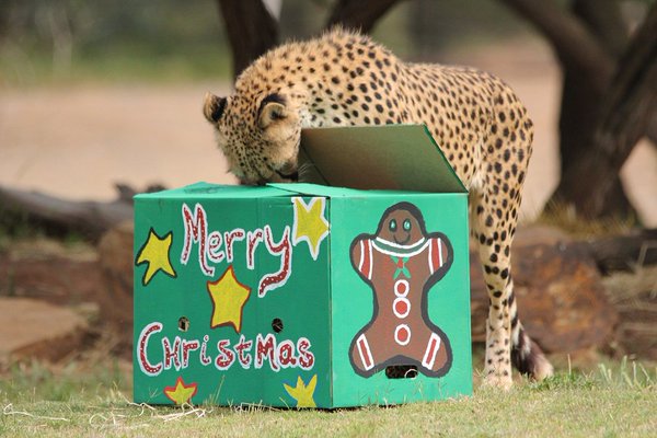 Zoo Animals All Over the Country Are Getting Into the Holiday Spirit ...