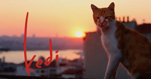 Watch the Trailer for 'Kedi', a Beautiful Film About the Cats That Roam ...