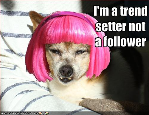 Trend Setter Memes Dog Rates This Is Dean. Yes He Is Wearing Fishnets