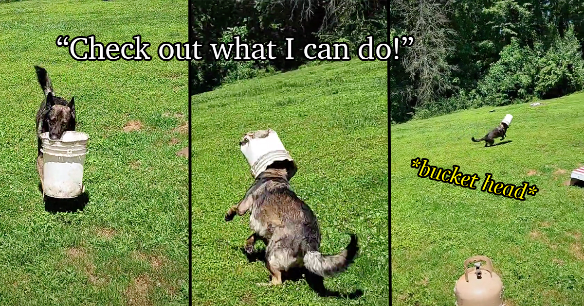 Animal Comedy - bucket-head - Animal Comedy - Animal Comedy, funny ...