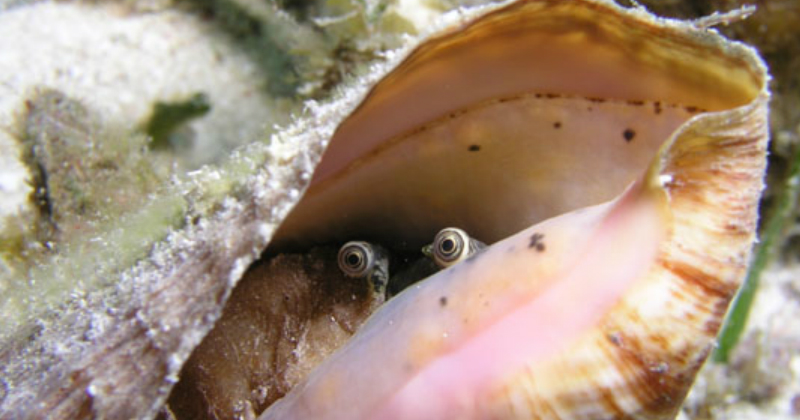 Conch Snails Have Eyes and They May Be the Weirdest Cute Thing You See ...
