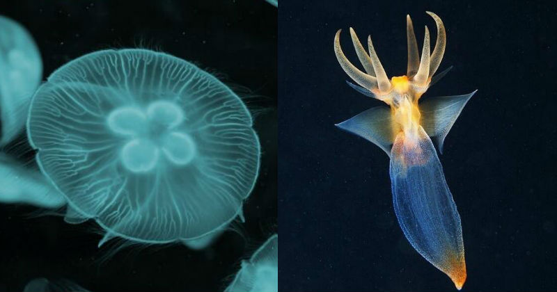 These Transparent Creatures Are Like Nature's Snow Globes and We Can't ...