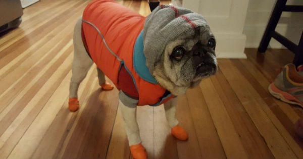 I Can Has Cheezburger? - pug - Page 3 - Funny Animals Online - Cheezburger