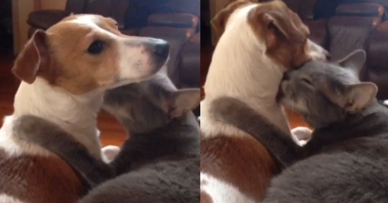 These Adorable Animal Friendships Will Make You Want to Give Your Best ...