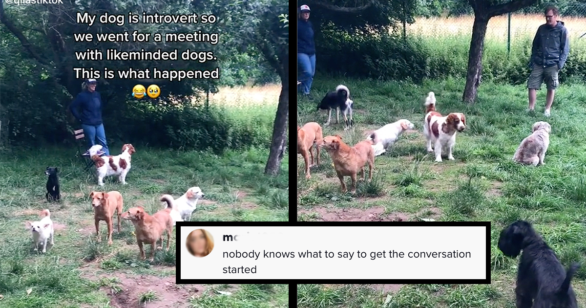 Dog Owners of Introverted Pups Bring Their Dogs Together and Create the ...