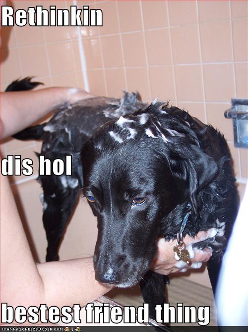 I Has A Hotdog - wash - Funny Dog Pictures | Dog Memes | Puppy Pictures ...