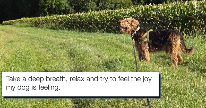 People on Twitter Really Love Their Pets - I Can Has Cheezburger?