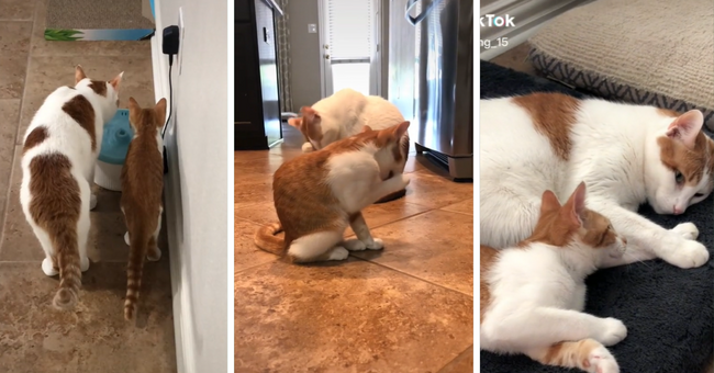 Copycat Alert: Kyro the Kitten Can’t Help but Copy Everything His Older ...