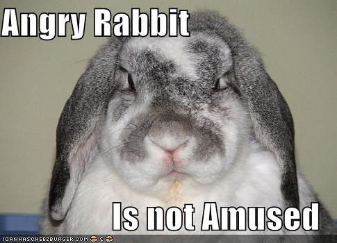Angry Rabbit Is not Amused - Cheezburger - Funny Memes | Funny Pictures