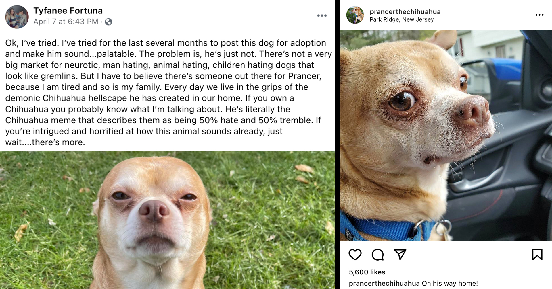 Memebase - demonic chihuahua - All Your Memes In Our Base - Funny Memes ...