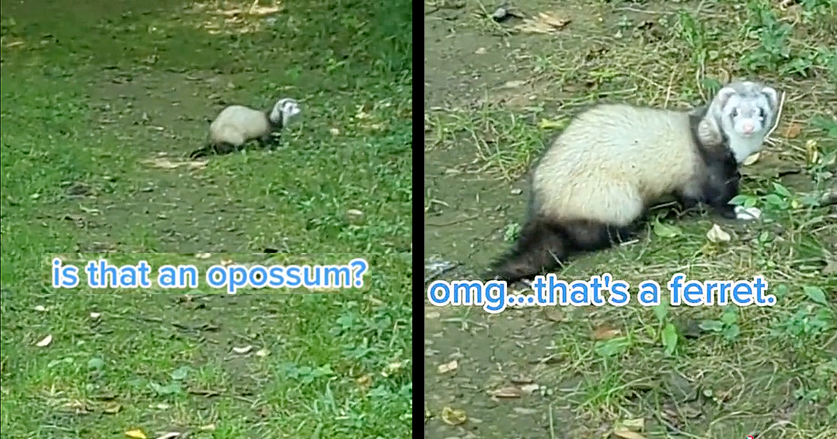 Man Discovers Scraggly-Looking Stray Ferret in the Woods, Adopts Him ...
