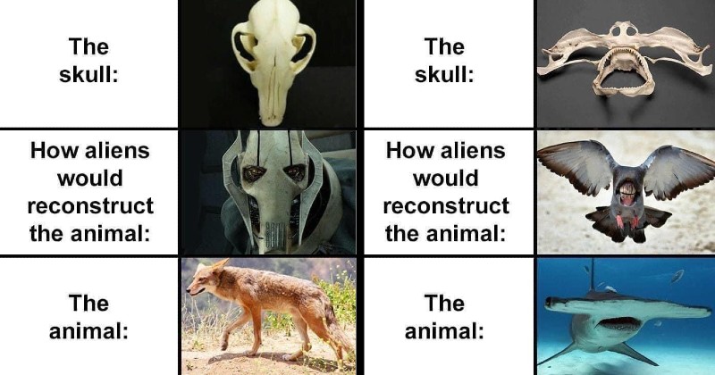 How Aliens Would Reconstruct Hilariously Misleading Animals Skulls ...