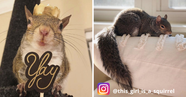 Animal Instagram Spotlight: Jill The Squirrel - I Can Has Cheezburger?