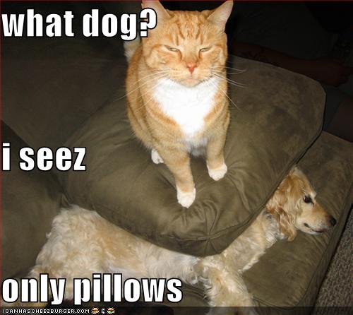 what dog? i seez only pillows - Cheezburger - Funny Memes | Funny Pictures