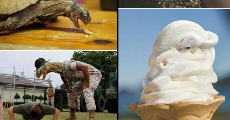 Animals That Got The Photoshop Treatment - FAIL Blog - Funny Fails
