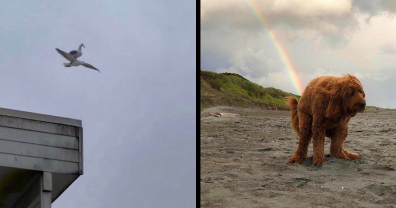 20+ Animals Doing Entirely Normal Things - Memebase - Funny Memes