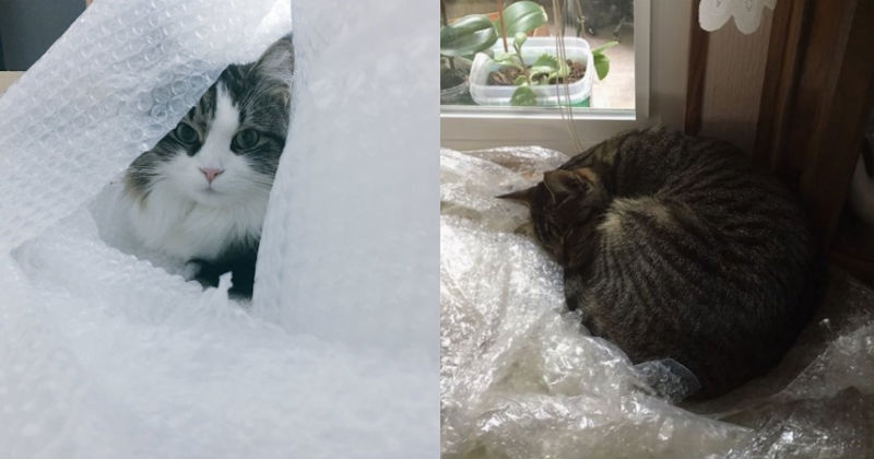Is Bubble Wrap the New Cardboard Box? These Cats Seem to Think So ...