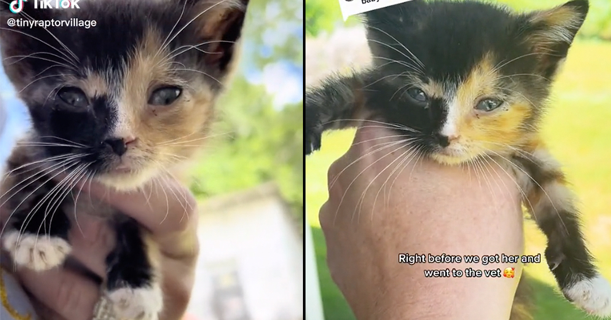 I Can Has Cheezburger? - itty-bitty-cat - Funny Animals Online ...