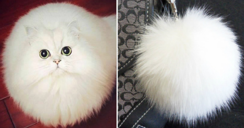 These Cats Look Strikingly Similar to Their Non-Cat Doppelgängers - I ...