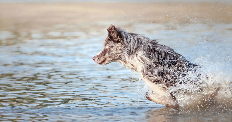 These Action Packed Dog Photos Are So Exciting - I Can Has Cheezburger?