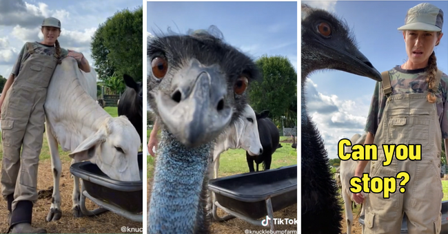 Emmanuel the Attention-Seeking Emu Rudely Interrupts Video for His 5 ...