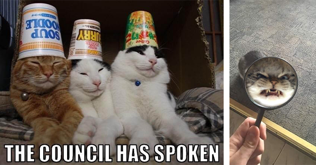 20 Funny Cat Memes For A Smile And A Laugh - I Can Has Cheezburger?
