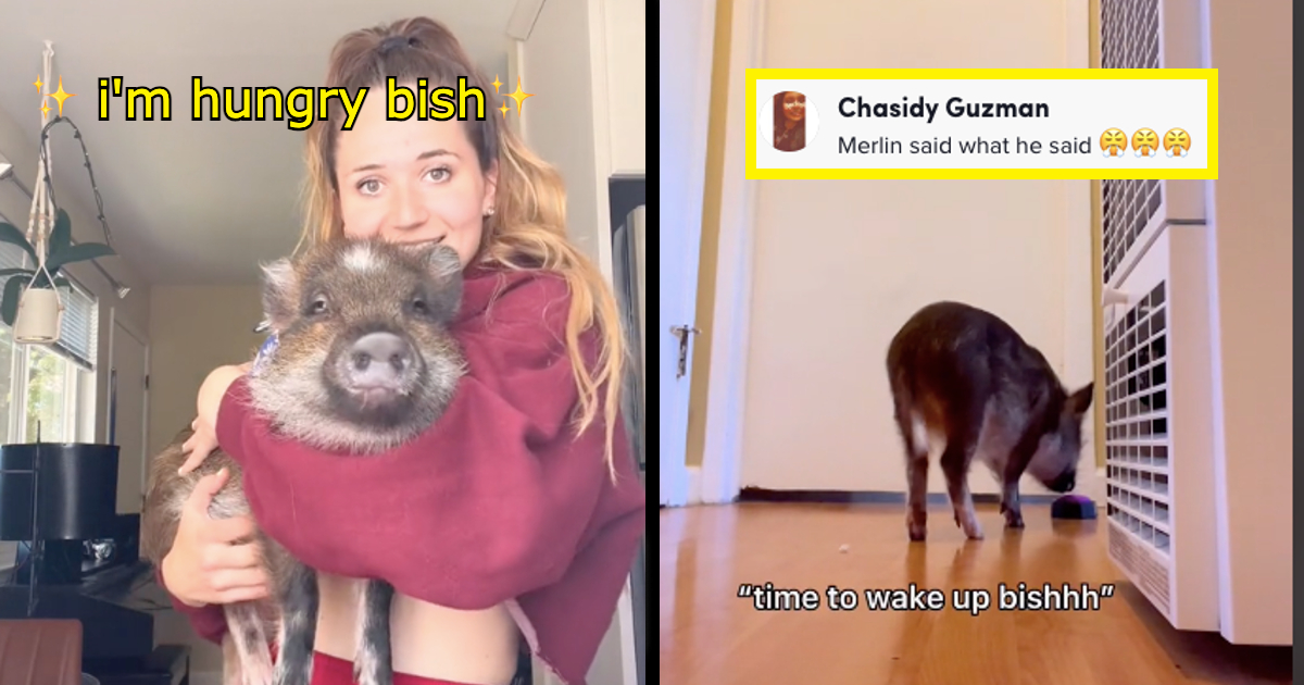 Animal Comedy - domestic-pig - Animal Comedy - Animal Comedy, funny ...