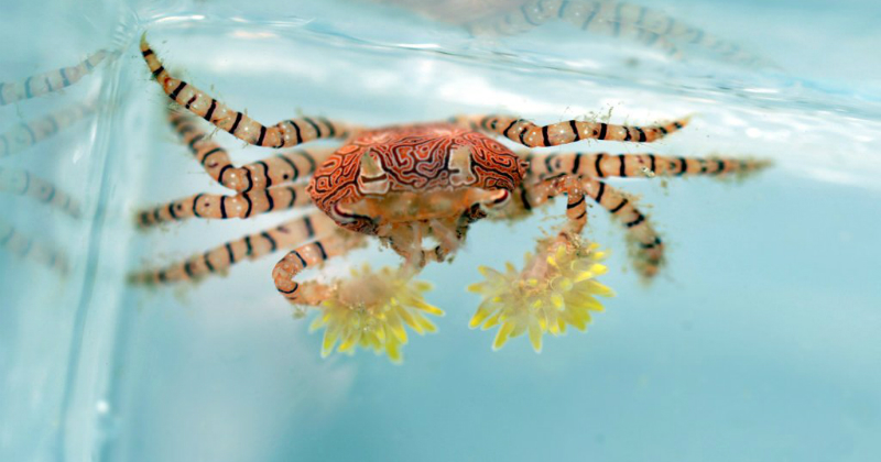 These Boxer Crabs Are Ready to Cheer on Their Favorite Team This ...