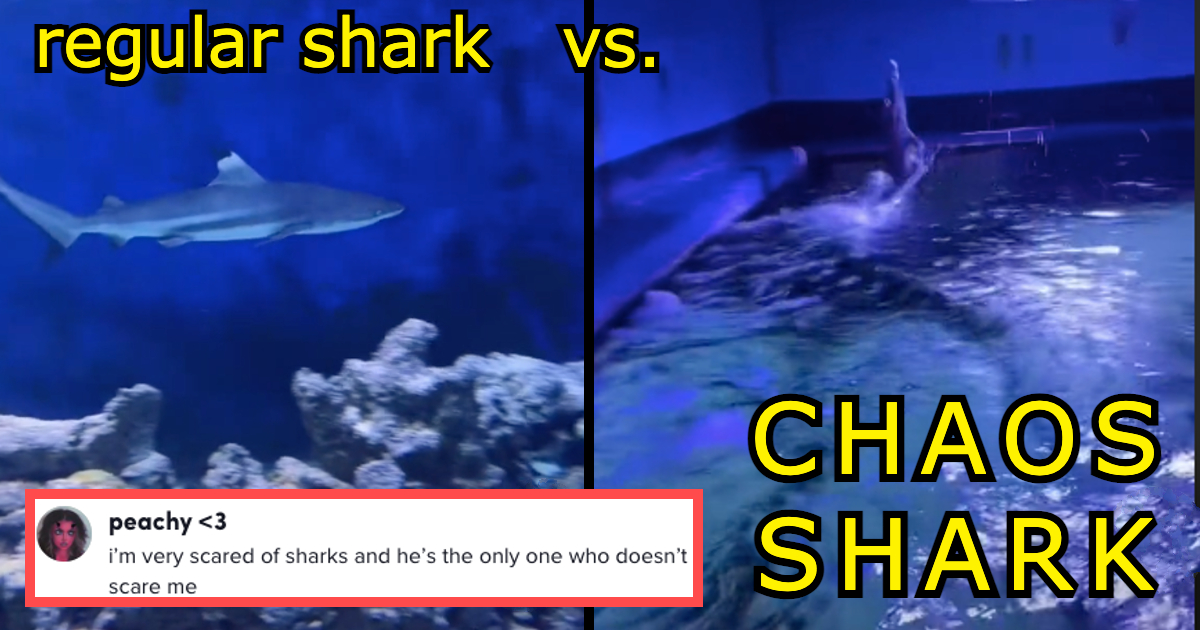 Phin, the Mentally Disabled Shark, Fails To Be Scary, But Has the Time ...