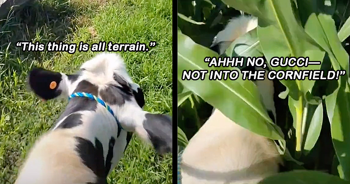 Farmer Rides His Bestie, Gucci the Cow: Fails At Being a Riding Horse ...