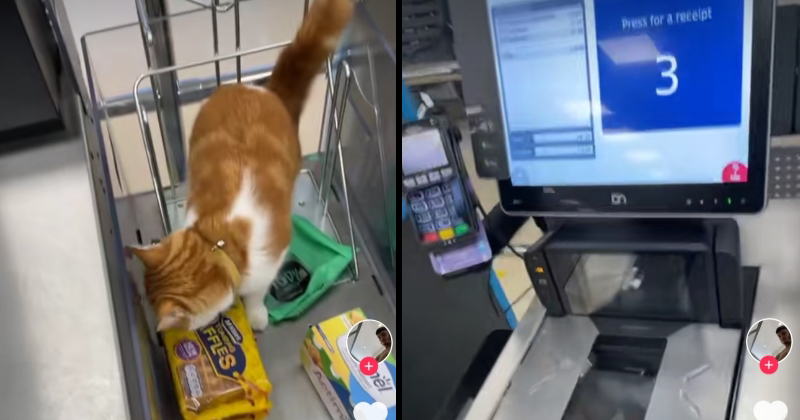 Man Experiences Chaos At The Self-Checkout After A Cat Sits On His ...