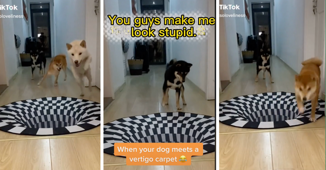 Can Puppies Have Vertigo