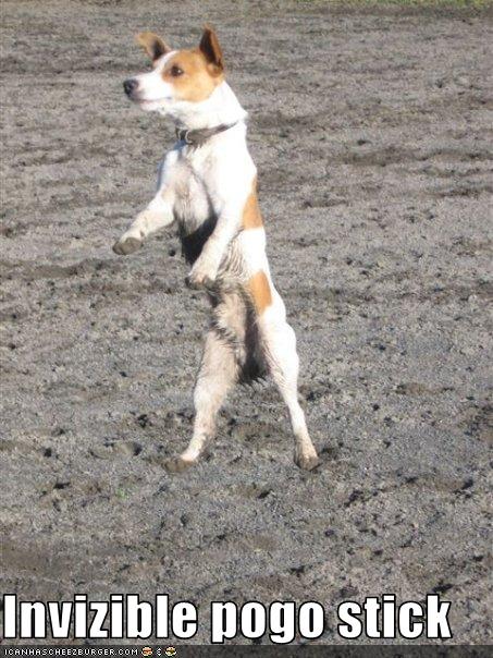 I Can Has Cheezburger?